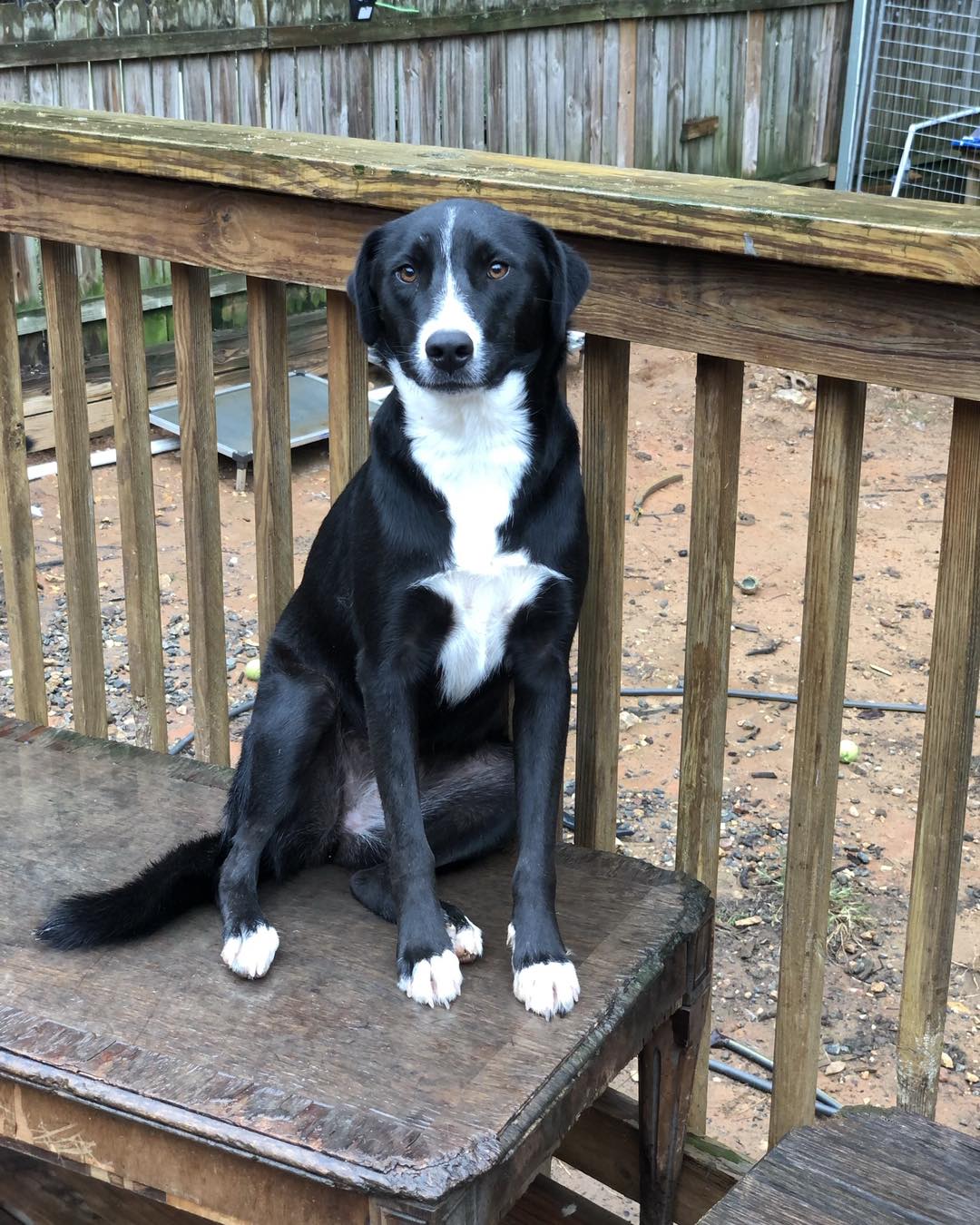 Available Animals – Forgotten Paws