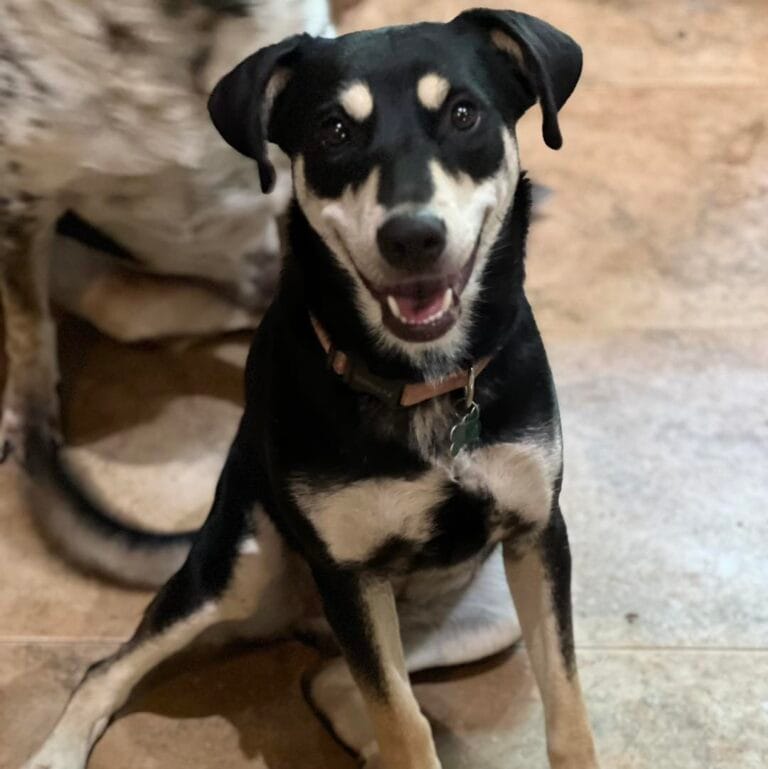 Cricket – Forgotten Paws