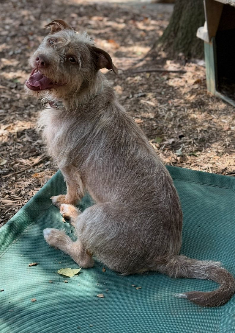 Harry – Forgotten Paws